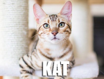 Kat - Dyrenes ABC